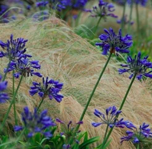 Agapanthe Timaru | 289