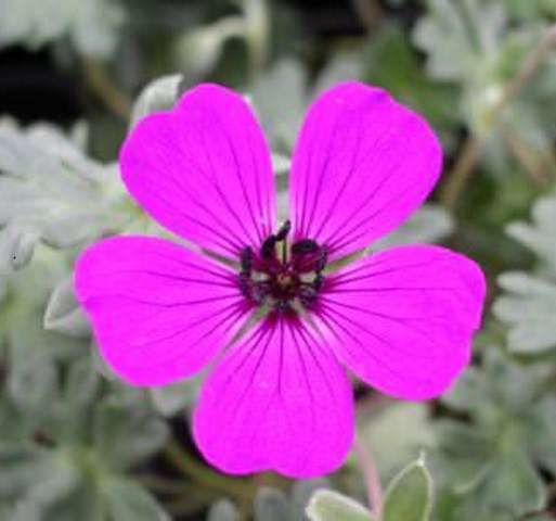Geranium Giuseppii | 335