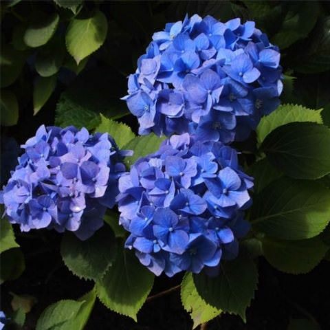 Hortensia macrophylla Adria | 266