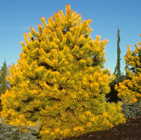 Pinus sylvestris Winter Gold | 2015-24